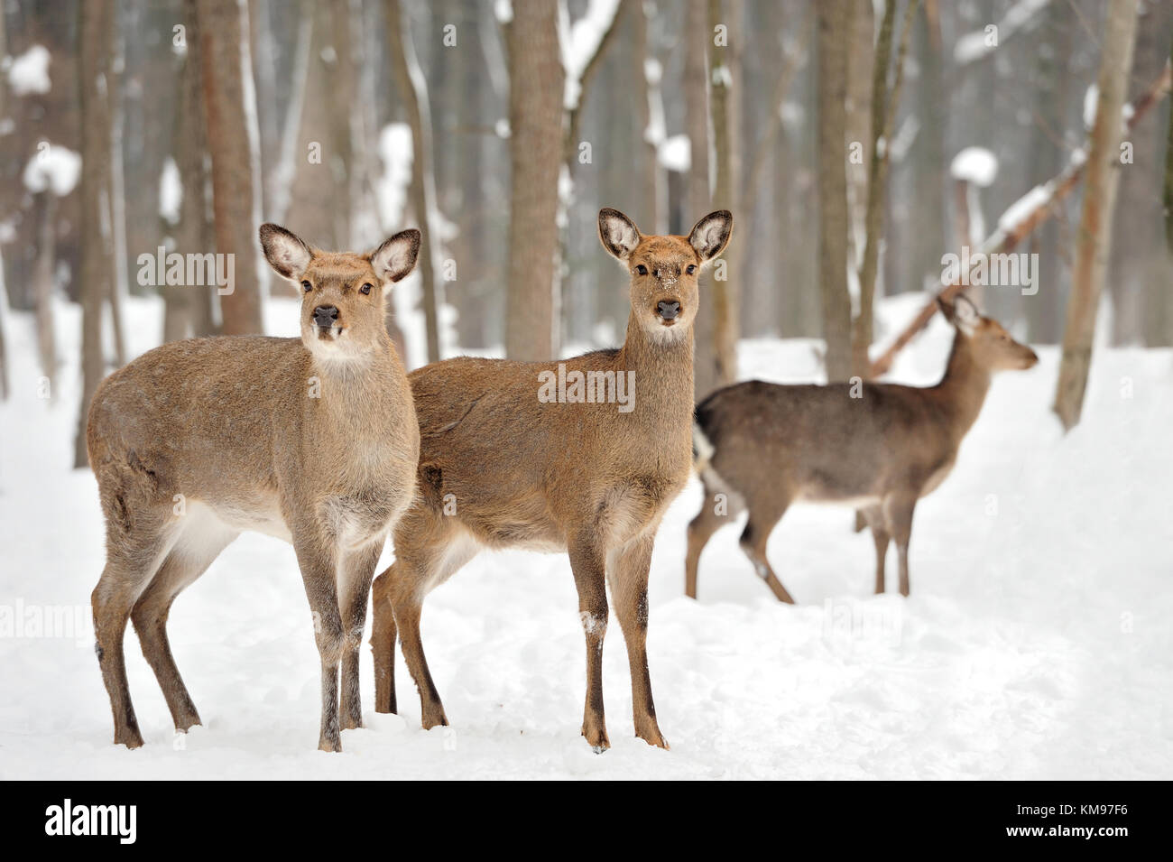 Young deer in winter forest Stock Photo - Alamy