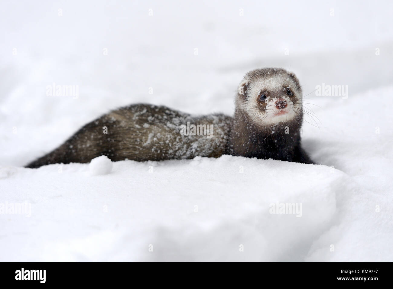 Ferret muzzle hi-res stock photography and images - Alamy