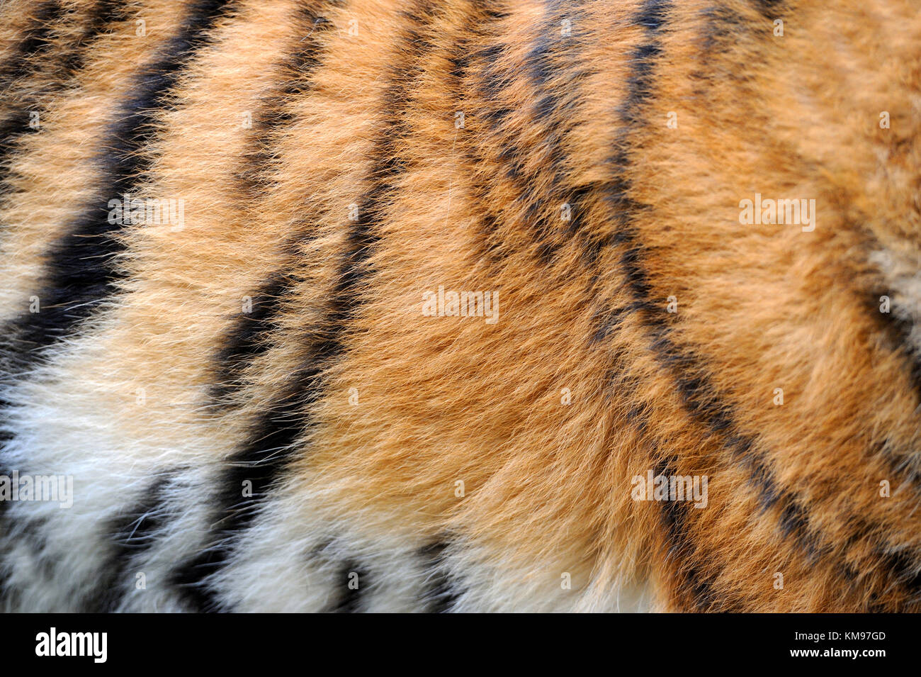 Tiger skin hi-res stock photography and images - Alamy