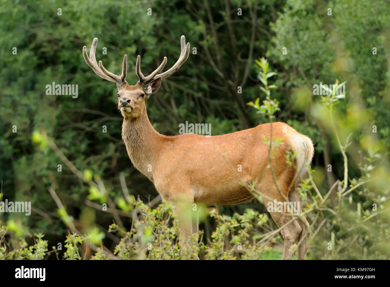 Wild red deer in nature Stock Photo - Alamy
