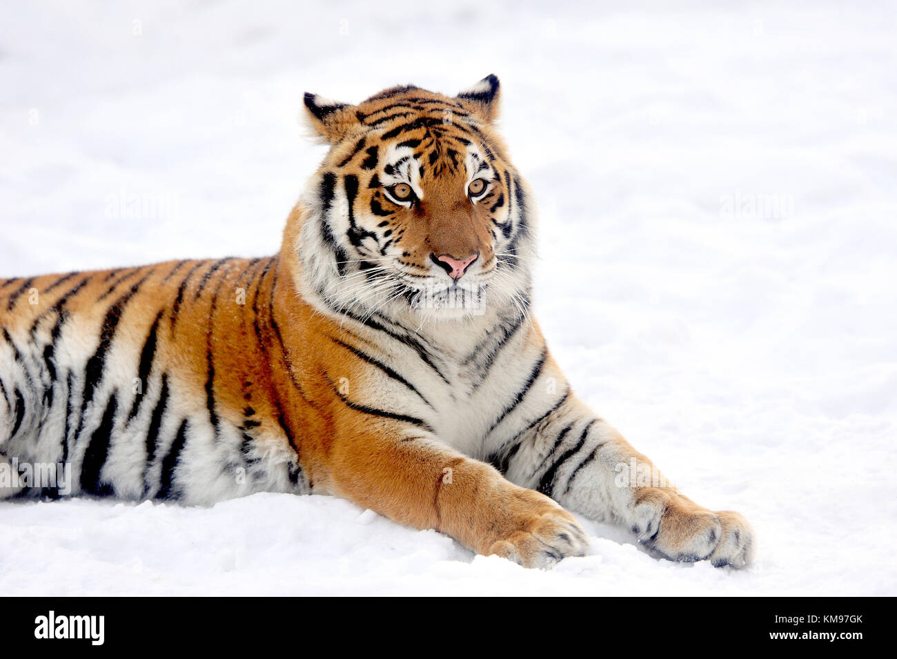 Tiger wild snow hi-res stock photography and images - Alamy