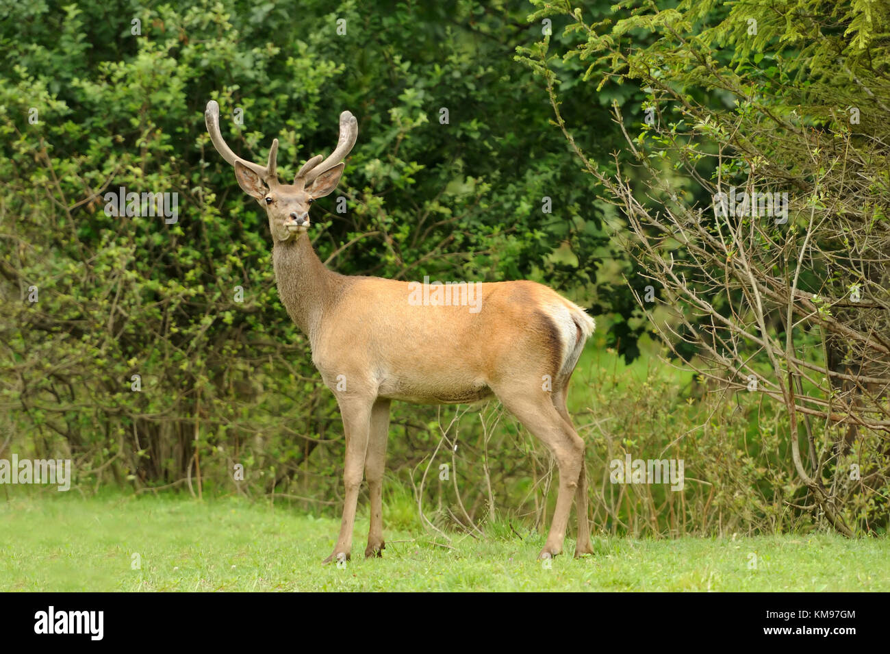 Wild red deer in nature Stock Photo - Alamy
