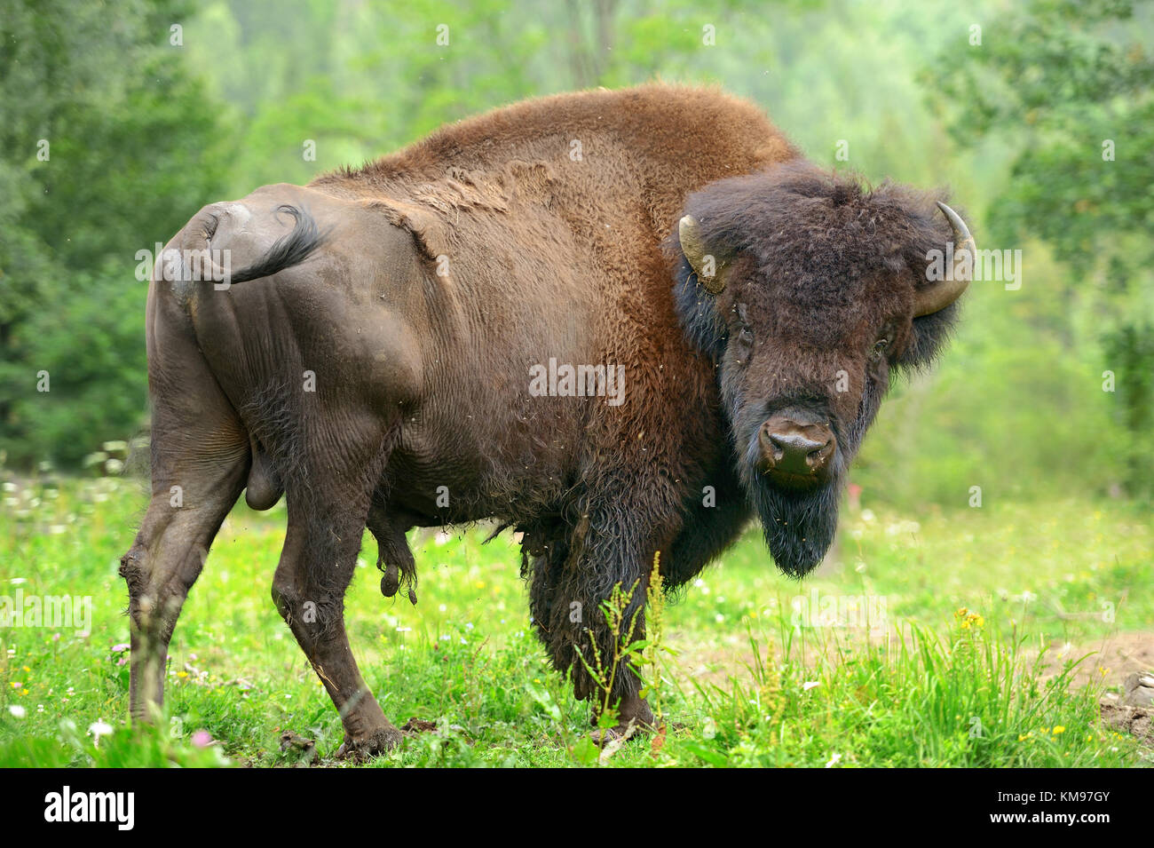 Large male of bison in the forest Stock Photo - Alamy