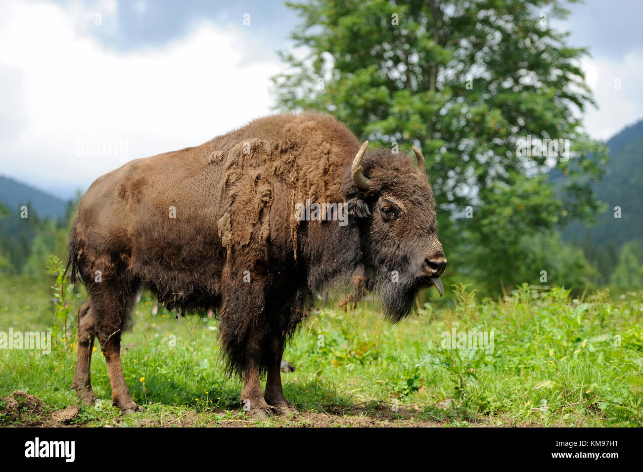 Large male of bison in the forest Stock Photo - Alamy
