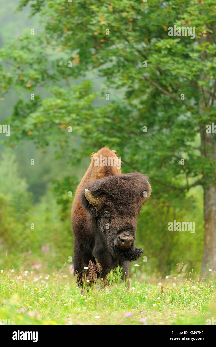 Large male of bison in the forest Stock Photo - Alamy