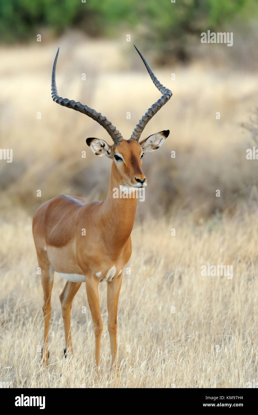 Impala in the National Reserve of Africa, Kenya Stock Photo - Alamy