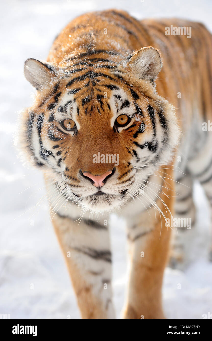 Beautiful wild siberian tiger on snow Stock Photo - Alamy