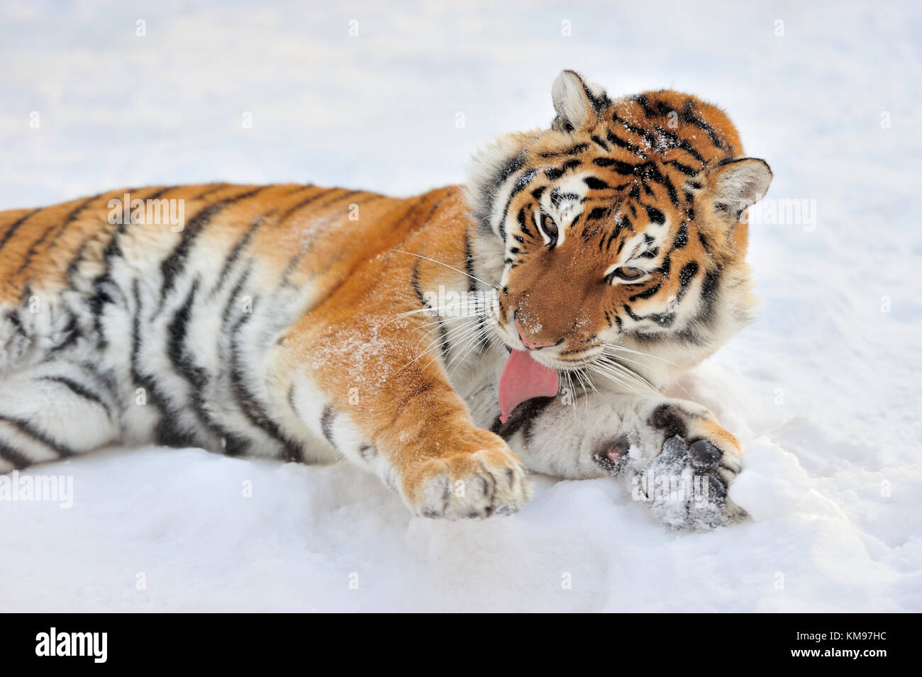 Beautiful wild siberian tiger on snow Stock Photo - Alamy