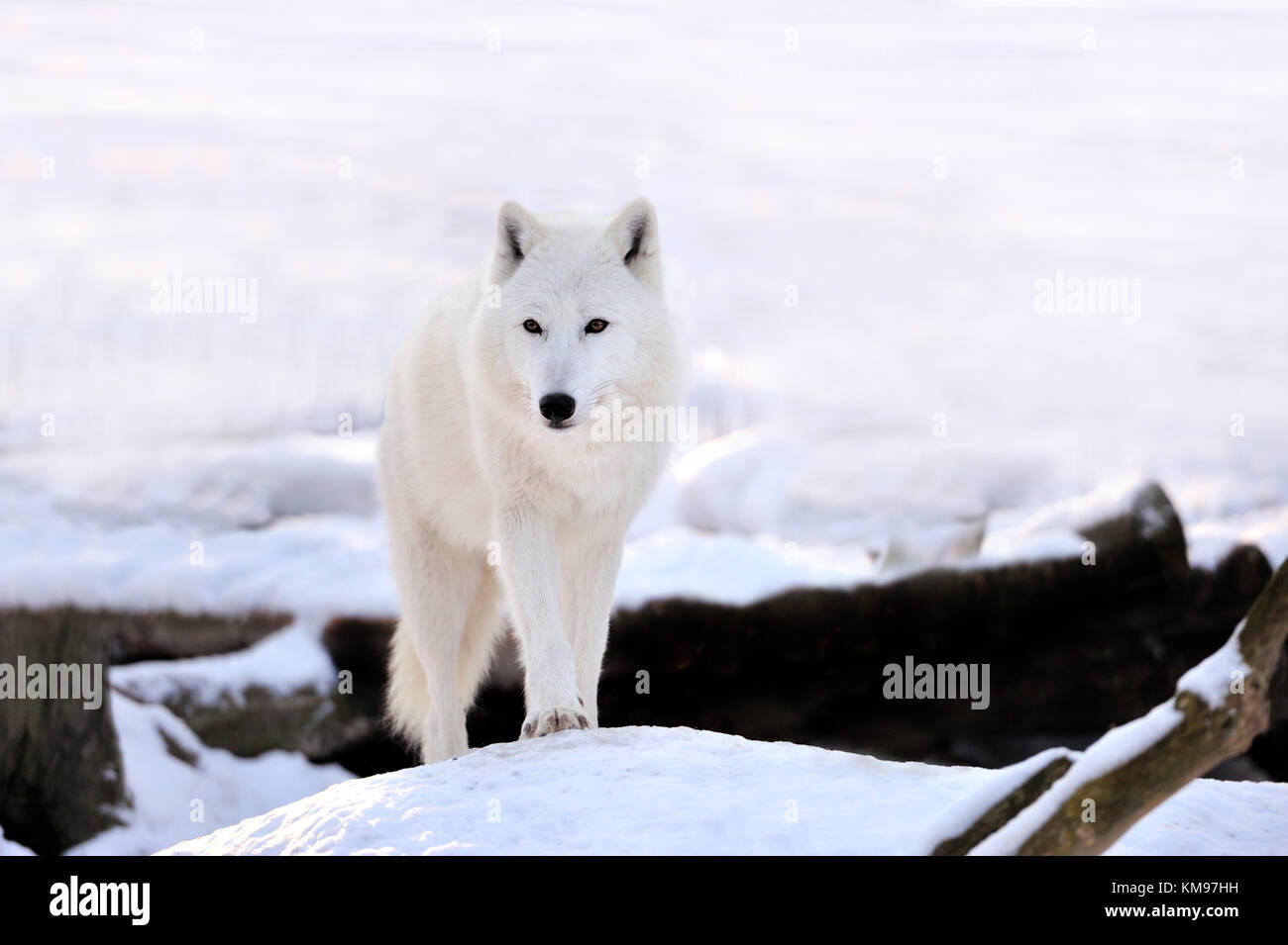 Beautiful wild white wolf in winter Stock Photo - Alamy