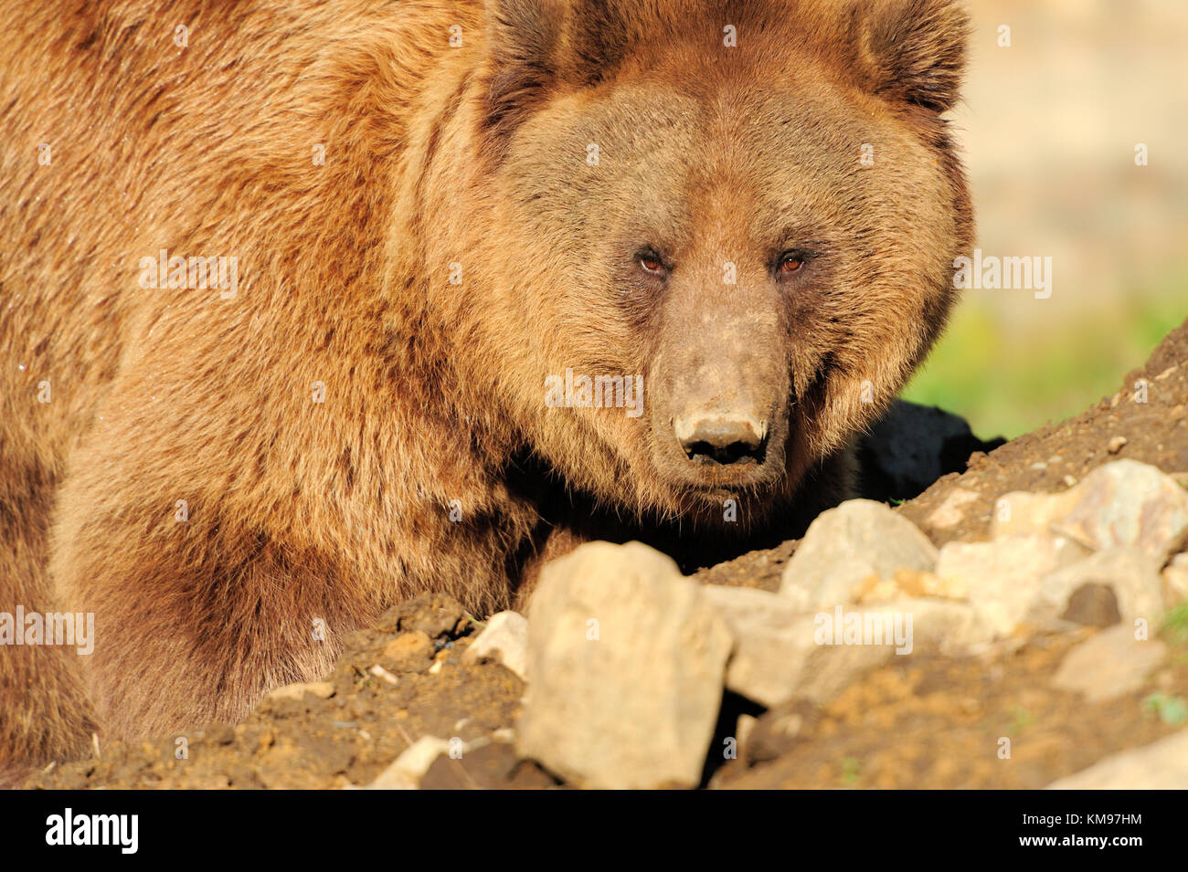 Close-up big brown bear on nature Stock Photo - Alamy