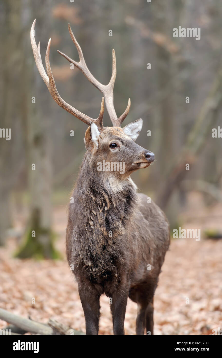 Beautiful young red deer hi-res stock photography and images - Alamy