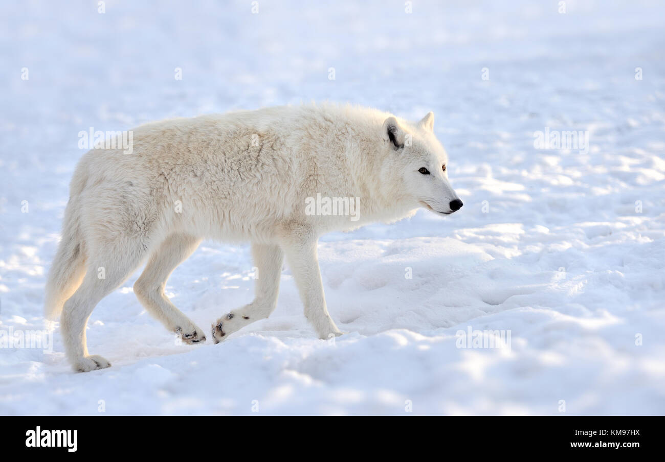 Beautiful wild white wolf in winter Stock Photo - Alamy