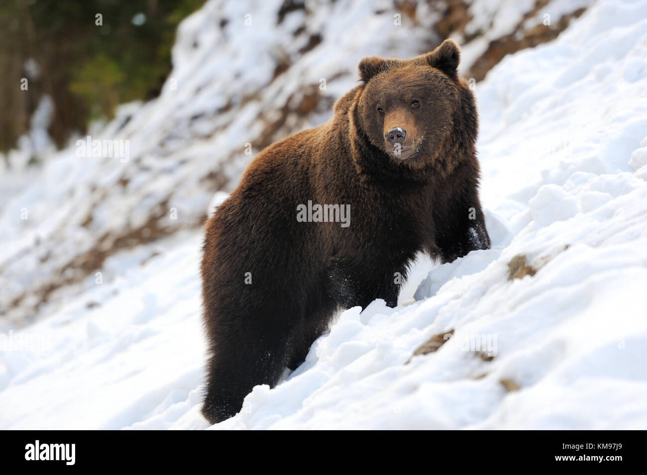 Bear in winter forest Stock Photo - Alamy