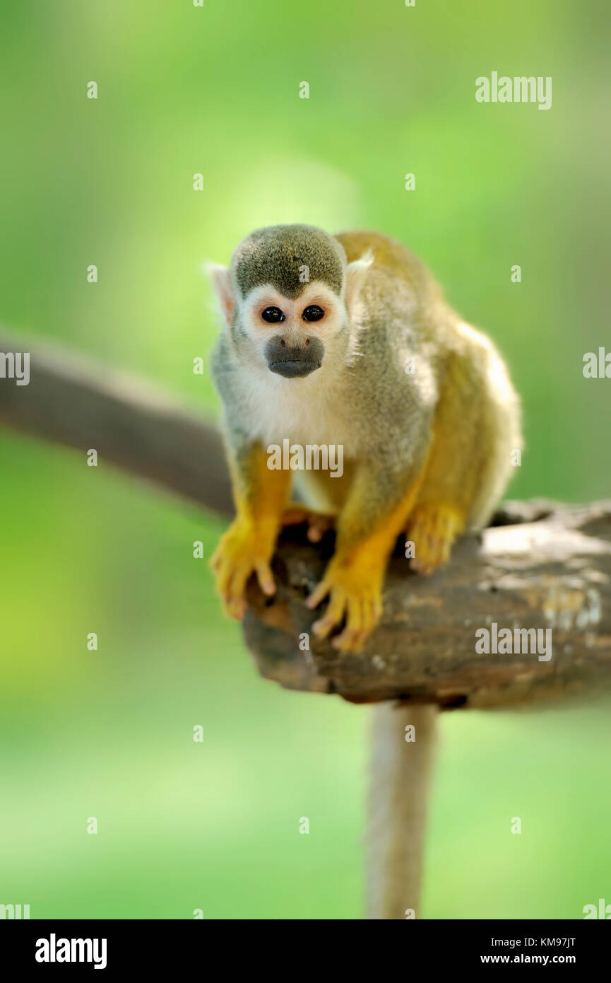 Close-up of a Common Squirrel Monkey Stock Photo - Alamy