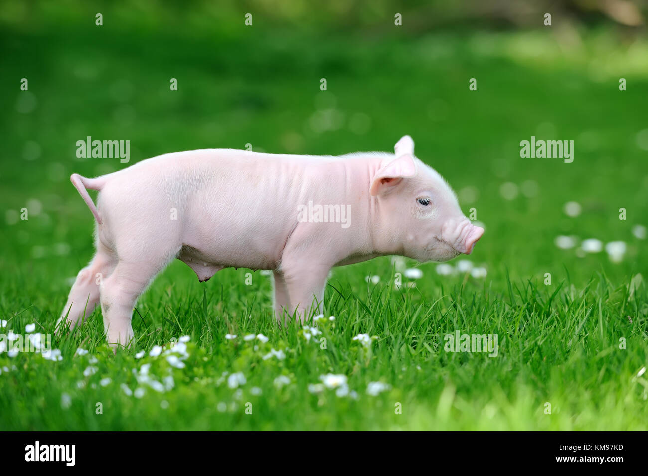 Young funny pig on a spring green grass Stock Photo - Alamy