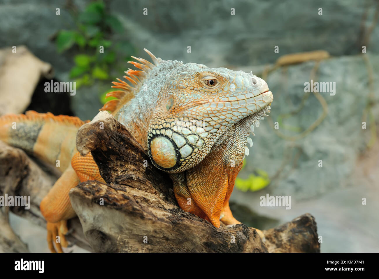 Close-up of a multi-colored male Green Iguana Stock Photo - Alamy