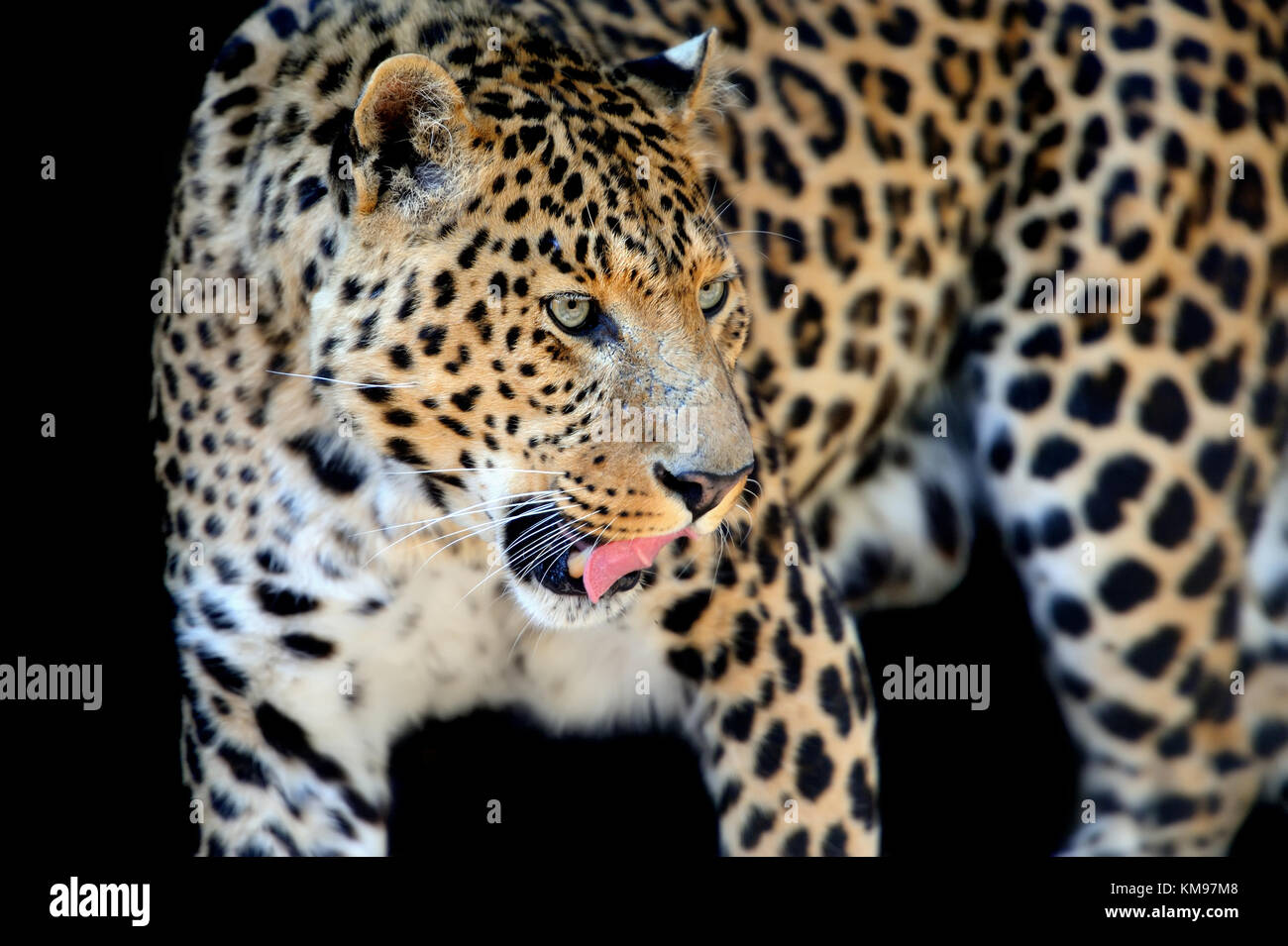 Close up wild leopard on the dark background Stock Photo - Alamy