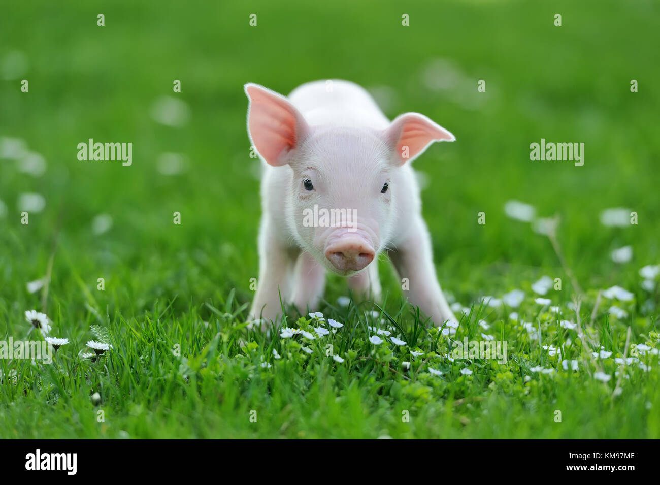 Young funny pig on a spring green grass Stock Photo - Alamy