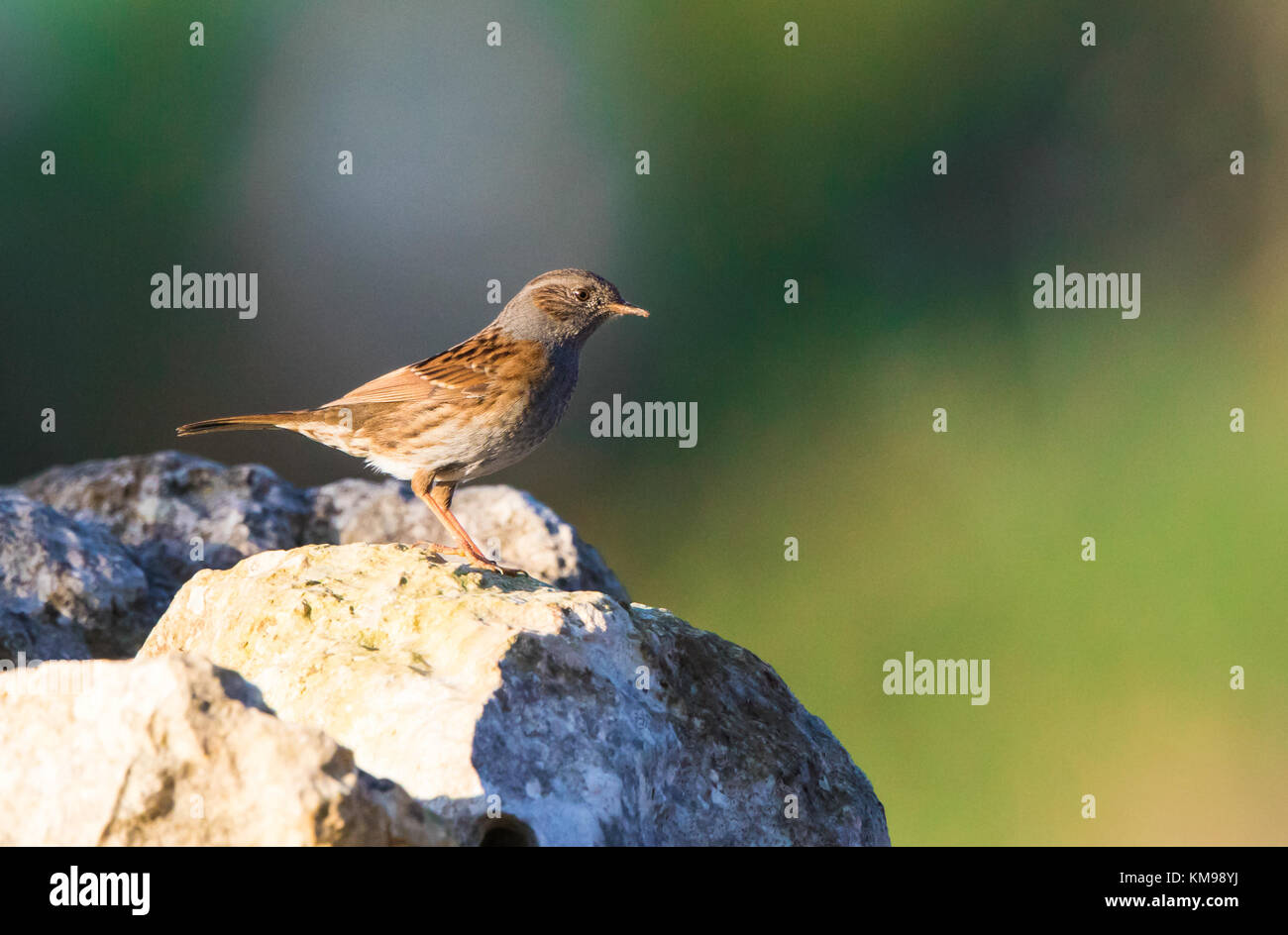 The Dunnock is a very shy bird with a very pleasant song Stock Photo ...