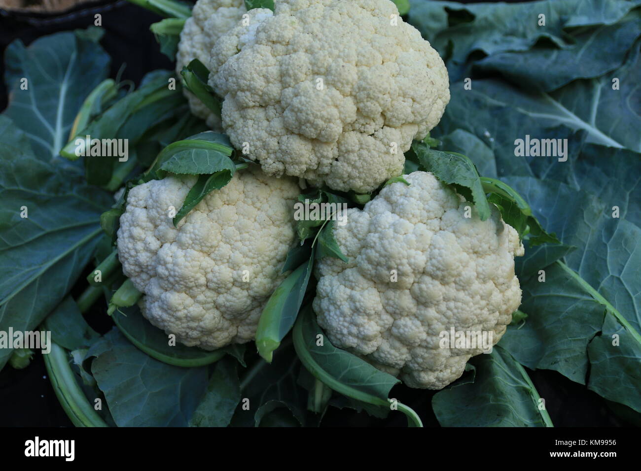 When to harvest cauliflower hi-res stock photography and images - Alamy