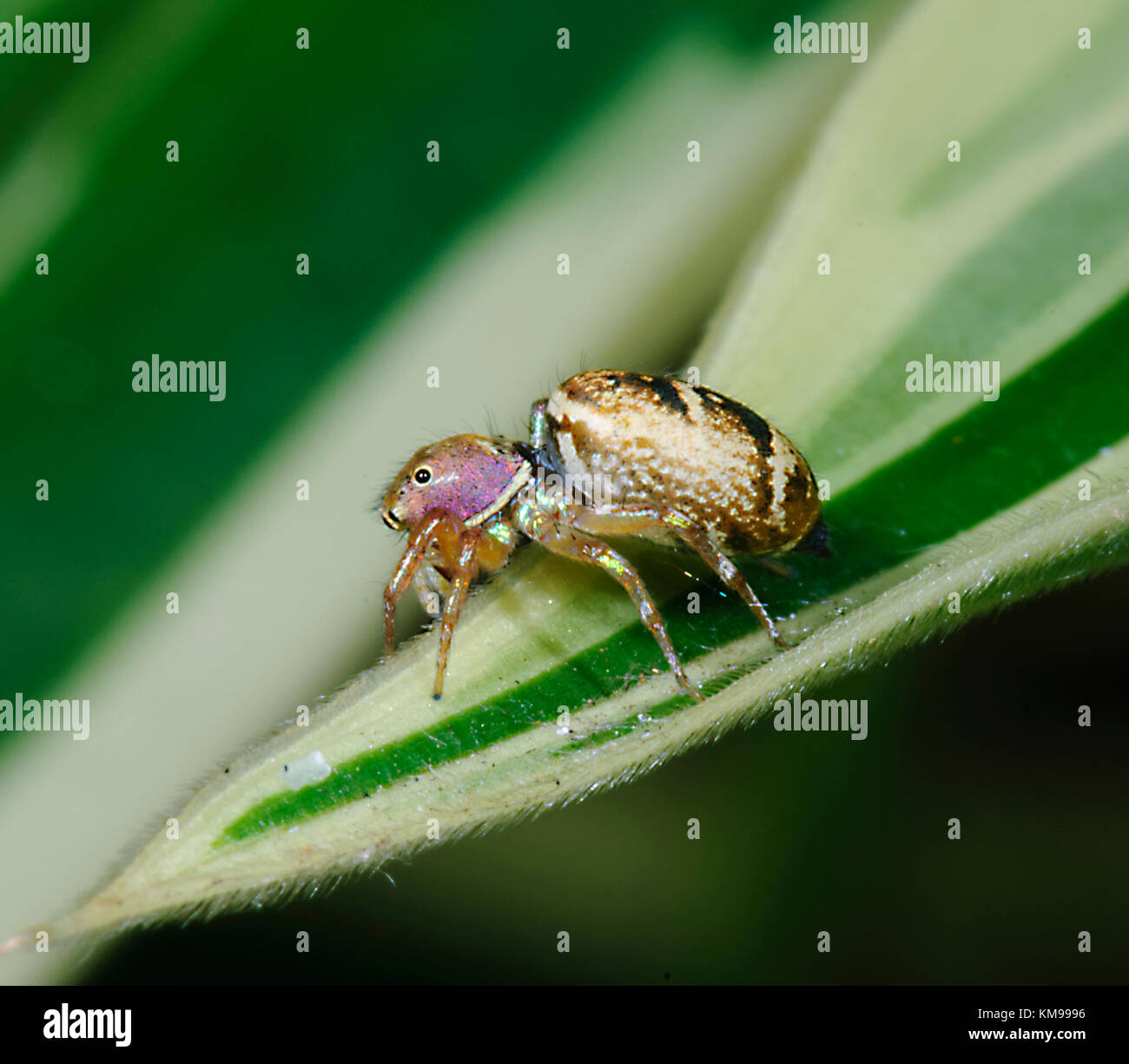 Jumping Spider (Cosmophasis thalassina), Far North Queensland, FNQ, QLD ...