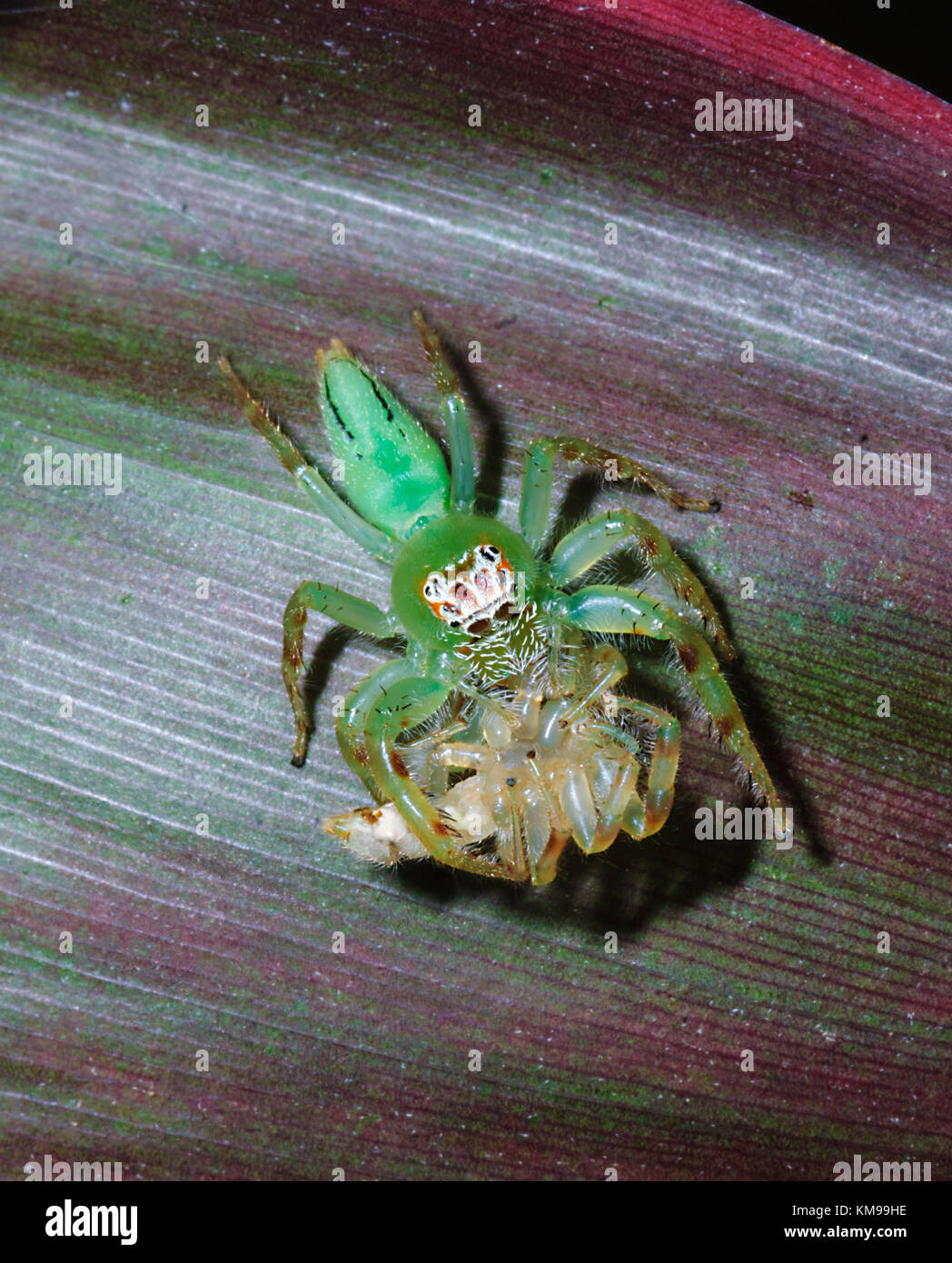 Female Monkey-faced Jumping Spider (Mopsus mormon) about to feed on one ...