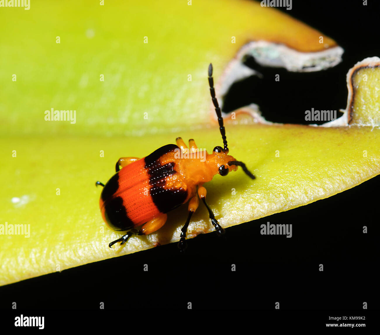 Dendrobium Beetle (Stethopachys formosa), Far North Queensland, FNQ ...