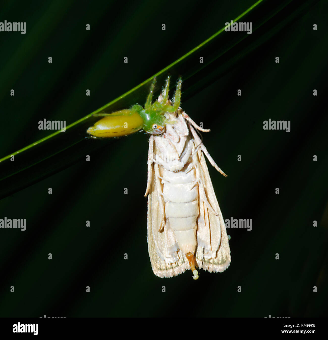Female Monkey-faced Jumping Spider (Mopsus mormon) with huge moth prey ...