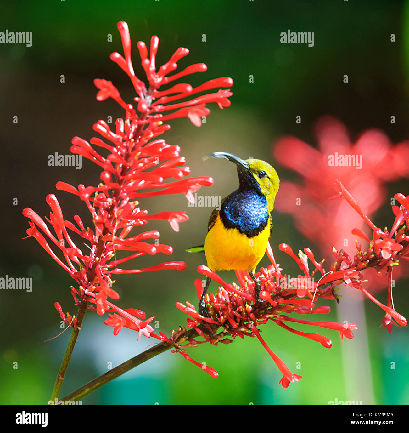 Yellow-bellied Sunbird or Olive-backed Sunbird (Nectarinia jugularis or ...