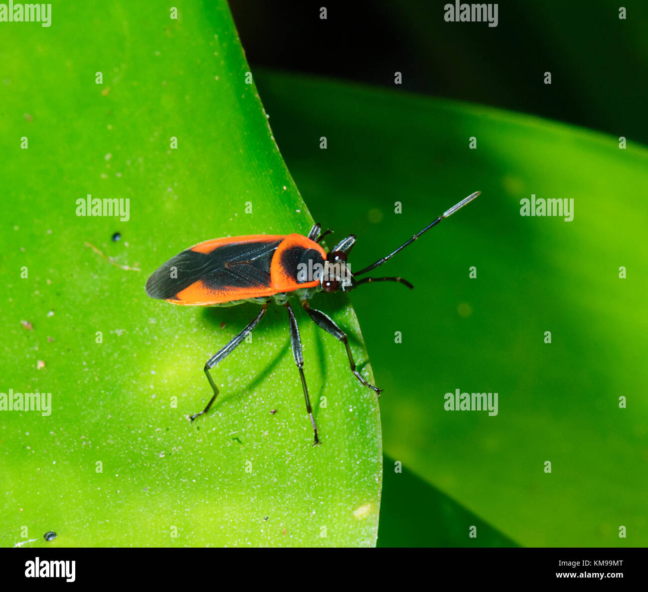 Black and Orange Bug, Far North Queensland, Australia Stock Photo - Alamy