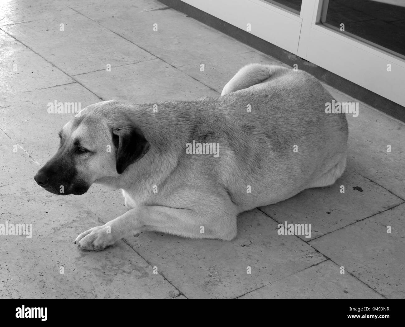 Turkish dogs hi-res stock photography and images - Alamy