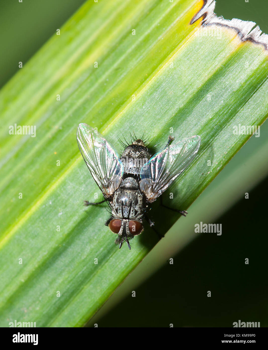 Tachinid Fly (Prodiaphania sp.), Far North Queensland, Australia Stock ...