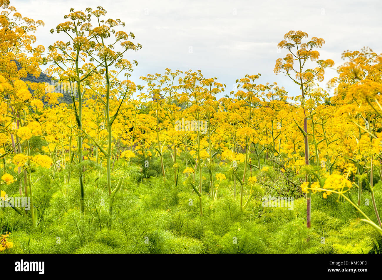 Yellow wild flowers Stock Photo - Alamy