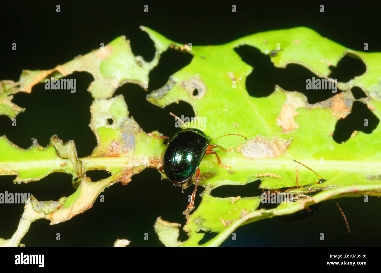 Flea Beetle is a garden pest chewing foliage, Far North Queensland ...