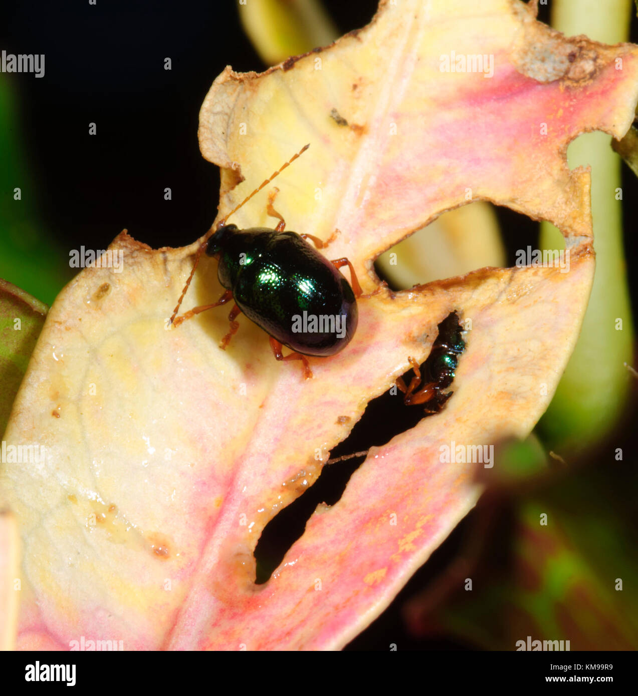 Flea Beetle is a garden pest chewing foliage, Far North Queensland ...