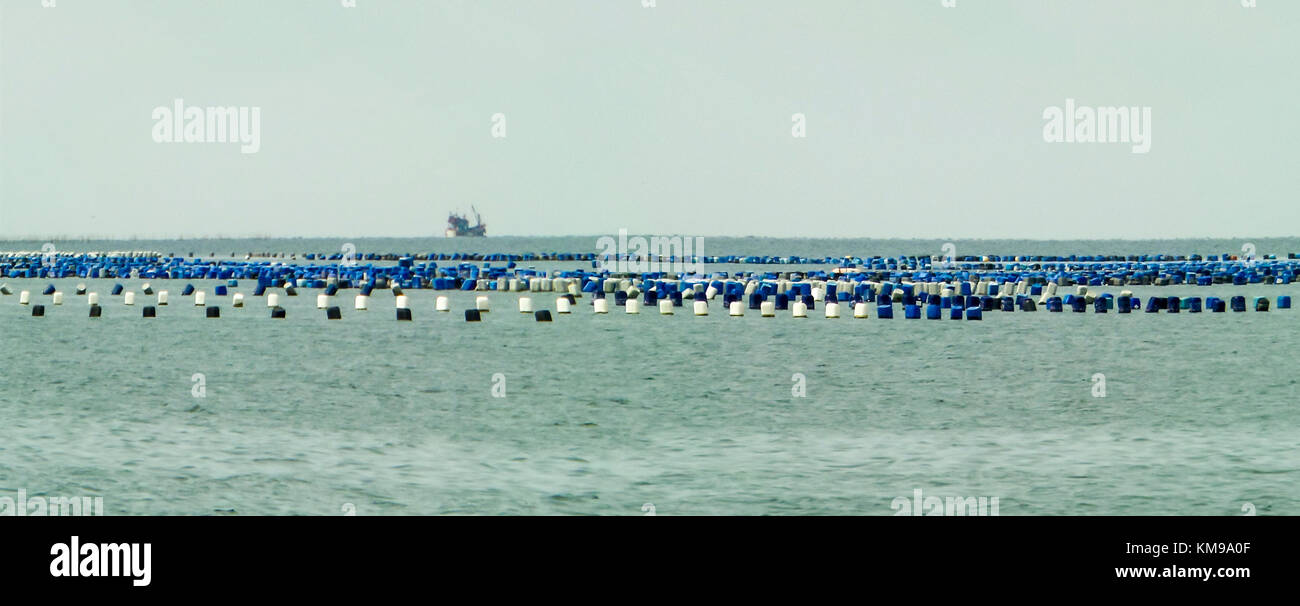oysters farm on plastic tank buoy in the sea panorama at sriracha ...