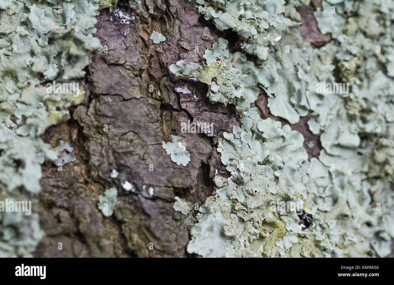 Lichens on the bark of a tree. Closeup Stock Photo - Alamy