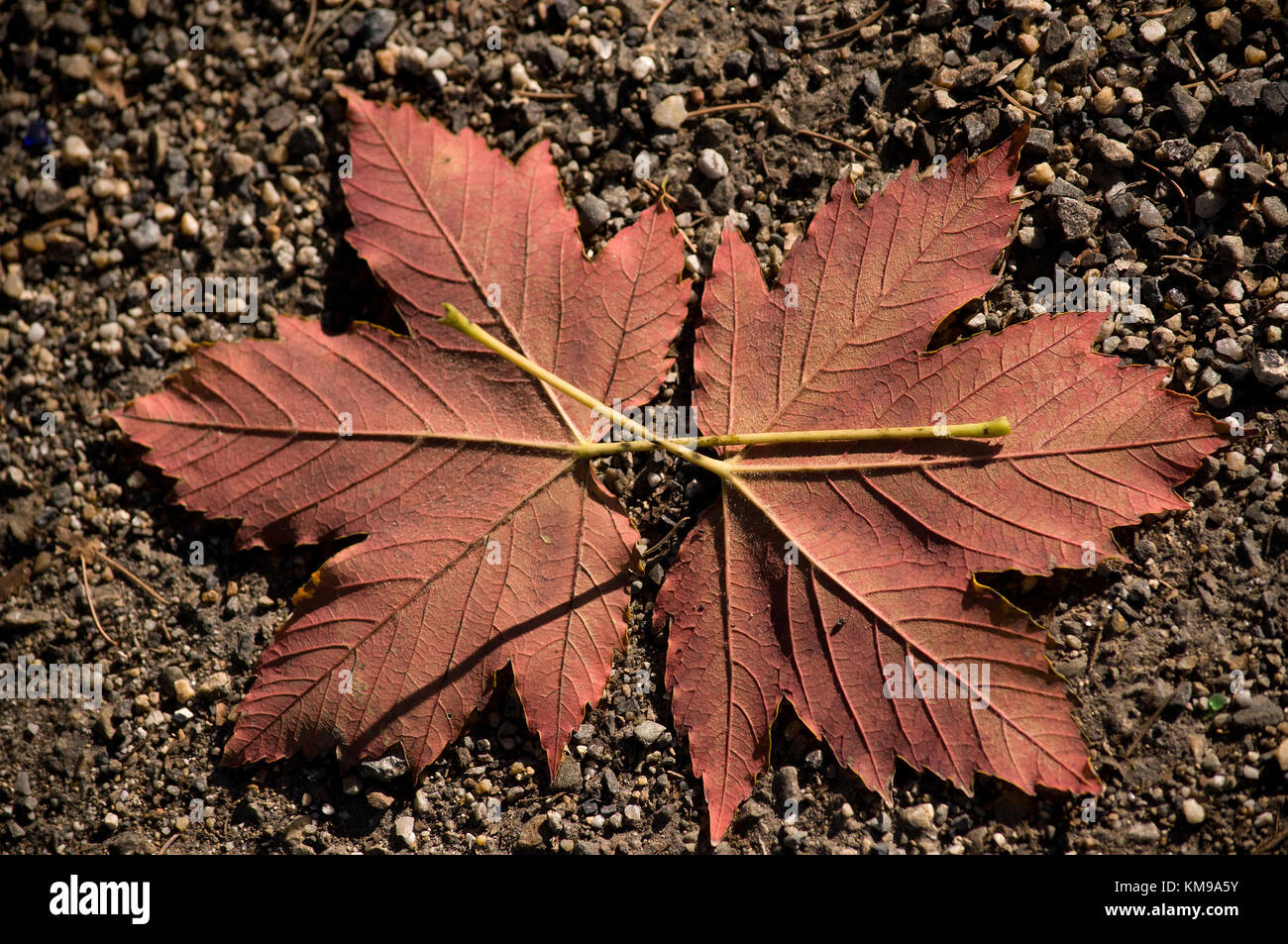 Dead sycamore leaves hi-res stock photography and images - Alamy