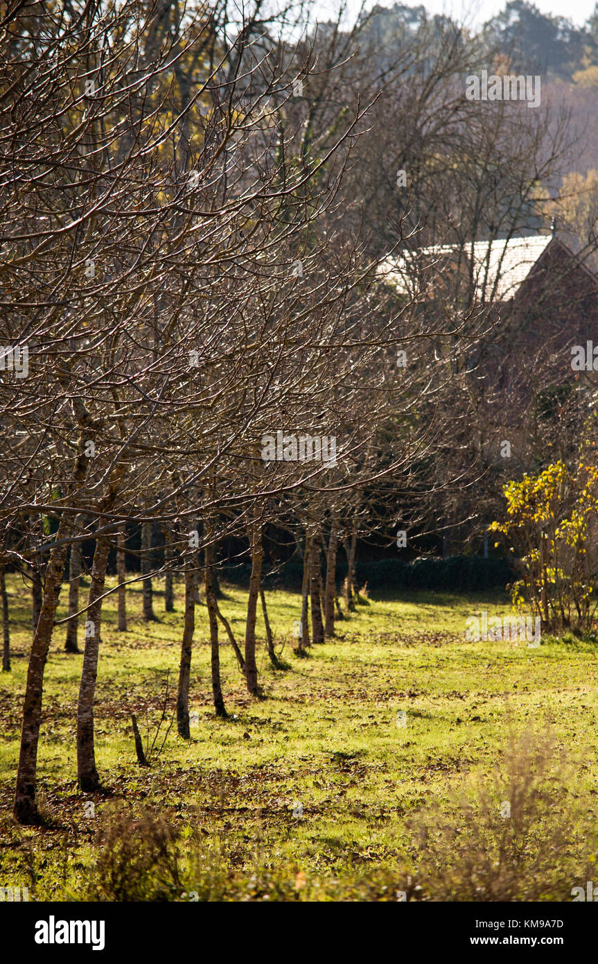 Walnut grove in autumn hi-res stock photography and images - Alamy