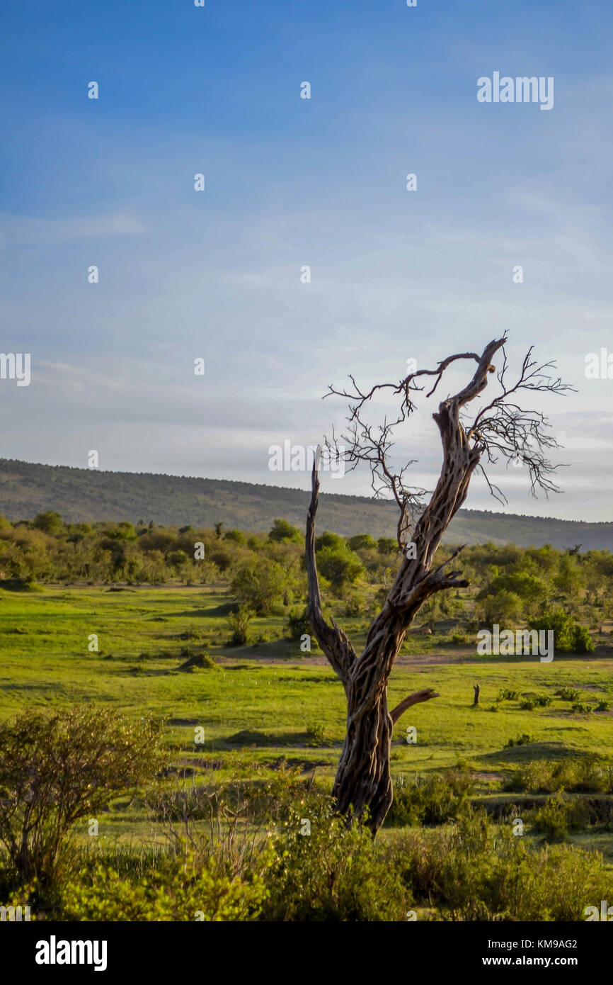 Dead_tree hi-res stock photography and images - Alamy