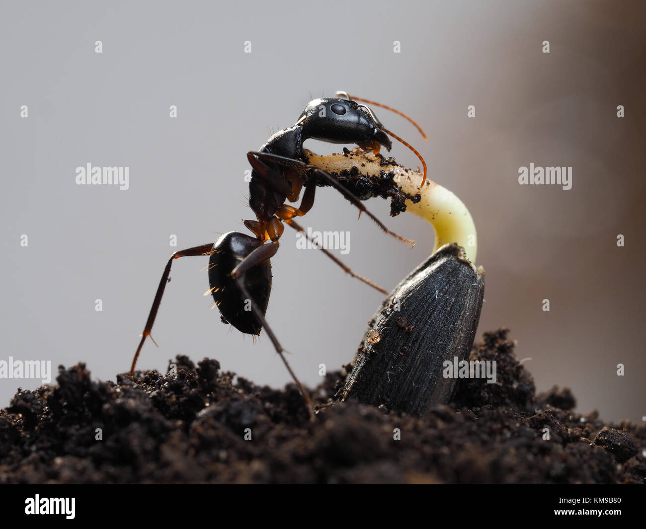 Insect gnawing the young shoots from seed. African ant Camponotus ...