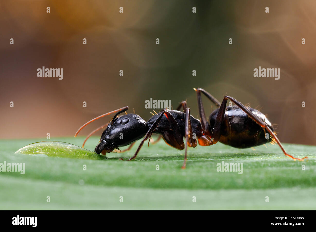 Giant African ant. macro portrait of an insect Stock Photo - Alamy