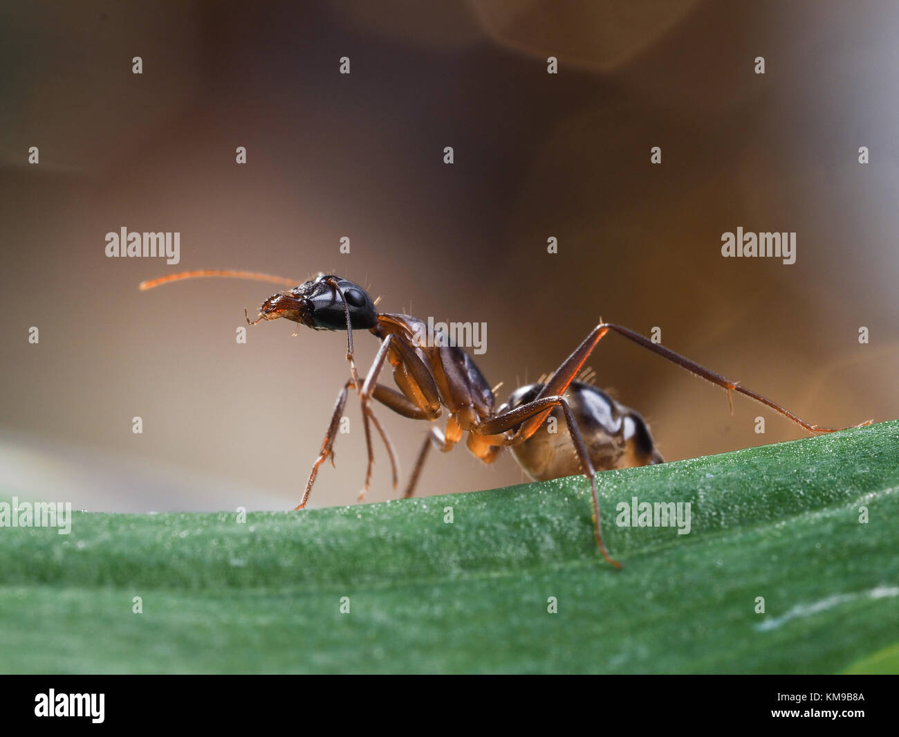 The African ant - working. Macro portrait of an insect Stock Photo - Alamy