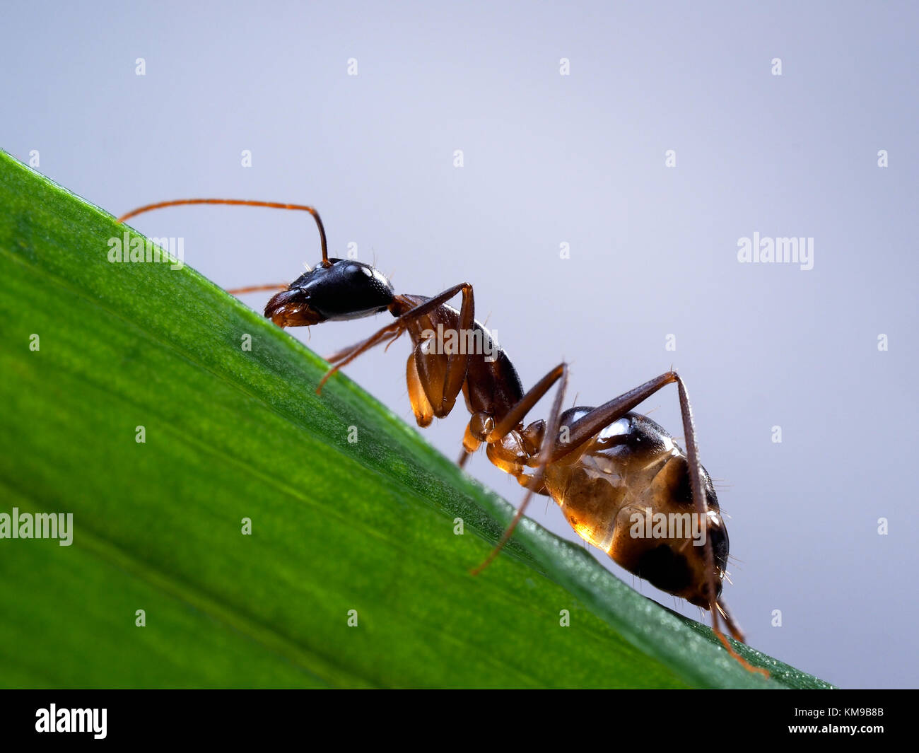 Portrait of a beautiful African ant. The insect's translucent Stock ...