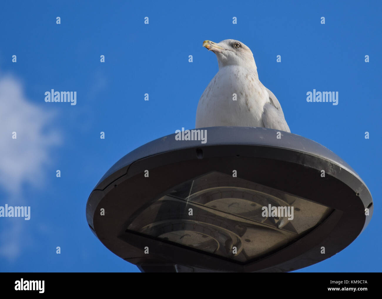 Blue lamp post on bournemouth hi-res stock photography and images - Alamy