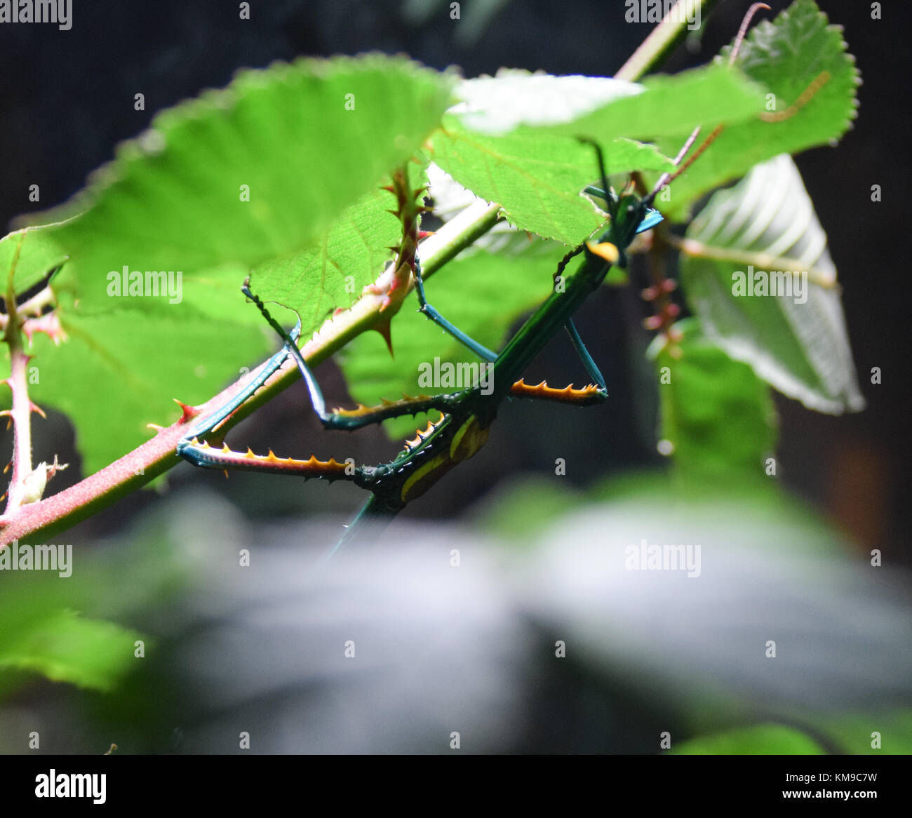 A Madagascan Blue Stick Insect standing on a twig Stock Photo - Alamy