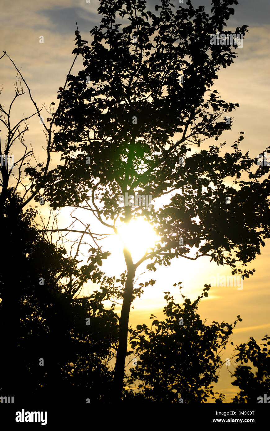 Sunset shining through the branches of a tree Stock Photo - Alamy