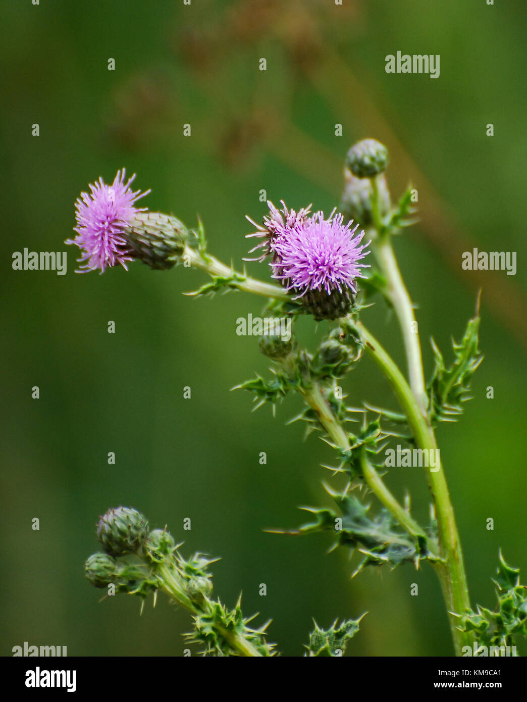 The pink flowers of a thistle plant Stock Photo - Alamy