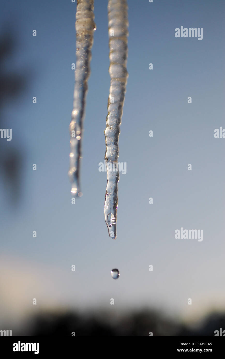 Water dripping off an icicle Stock Photo - Alamy