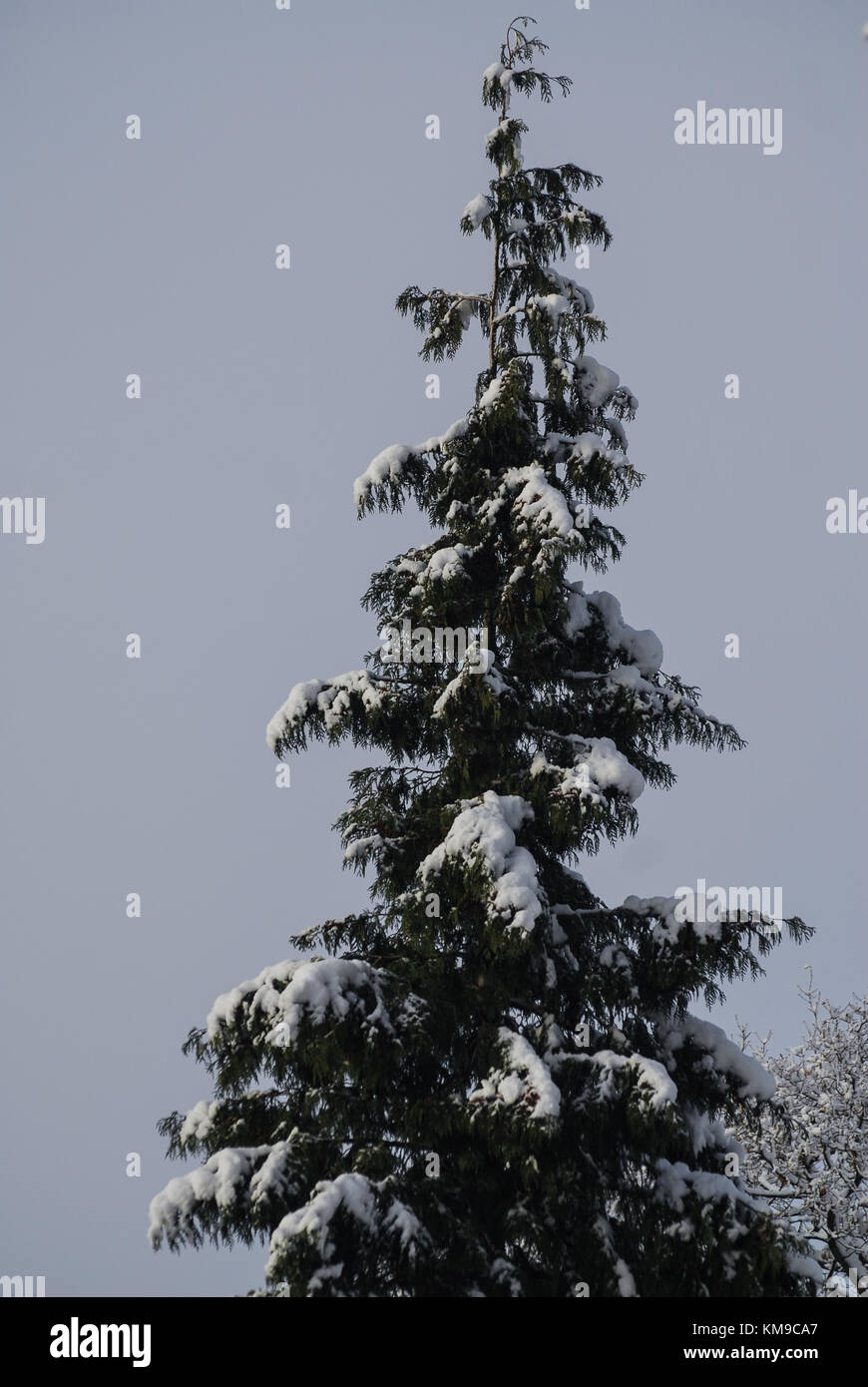 A fir tree with snow on it Stock Photo - Alamy